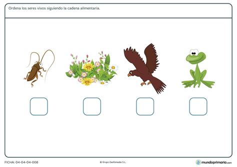 Ficha De La Cadena Alimenticia Para Primaria