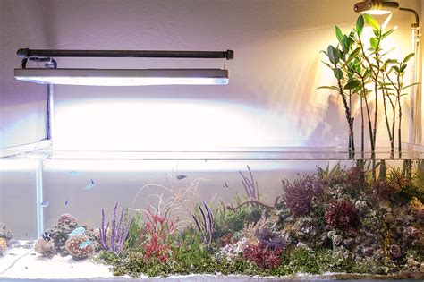 Brad908 S 40 Gallon Shallow Coastal Mangrove And Macro Algae Biotope
