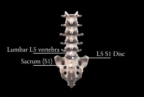 Lumbar Spine Anatomy L5 S1