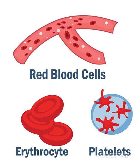 Anatomy Red Blood Cells Clipart Classroom Clipart Images And Photos