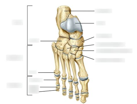 Anatomy Feet Diagram Quizlet