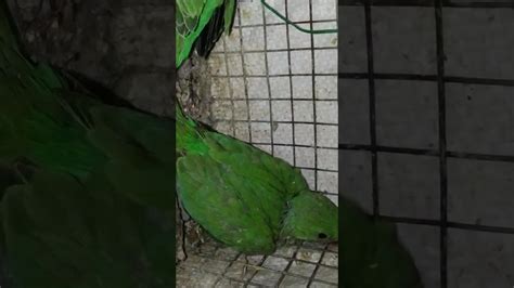 Indian Ringneck Parrot Ke Baby Video 2 India Ringneck Parrot YouTube