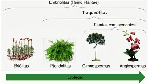 Reino Plantae NotaPositiva