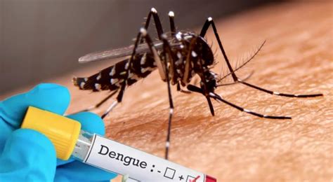 Dengue en Perú cinco regiones mantienen una elevada tasa de casos