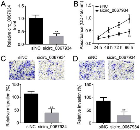 Circ 0067934 Increases Bladder Cancer Cell Proliferation Migration And