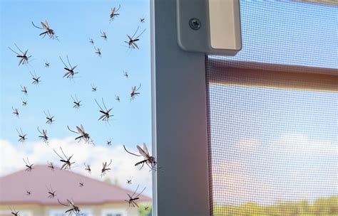 Découvrez comment bien nettoyer vos moustiquaires pour passer un été