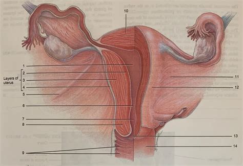 39 3 Posterior View Of The Female Reproductive Organs Diagram Quizlet