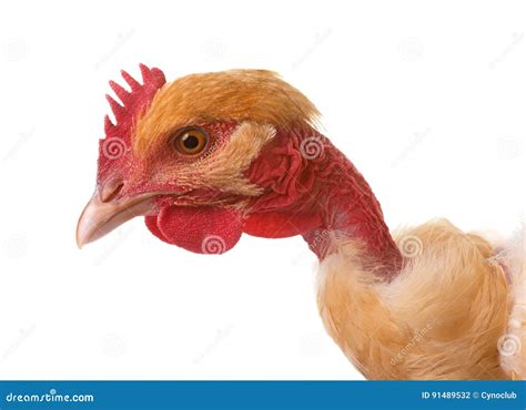 Naked Neck Chicken In Studio Stock Photo Image Of Rural Bantam 91489532