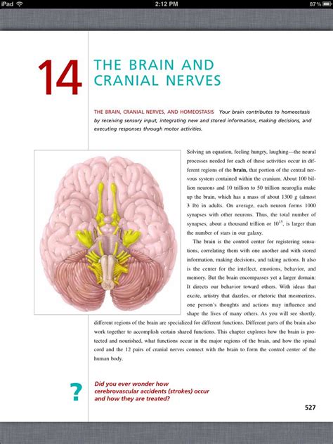 Principles Of Anatomy And Physiology Chapter The Brain And Cranial