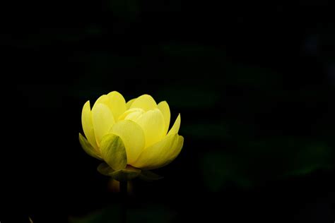 Lotus Blume Lotusblume Gelbe Kostenloses Foto Auf Pixabay Pixabay