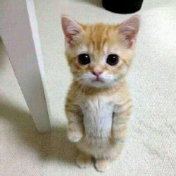 Gato Meme Templates Imgflip