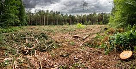Destruição do habitat natural A verdadeira causa da pandemia Brasil 247