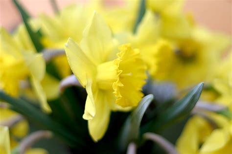 Spring Flowering Bulbs Thames Valley Landscapes