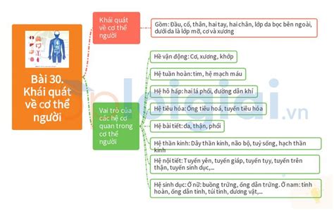 Sơ đồ tư duy Khoa học tự nhiên 8 Kết nối tri thức Bài 30 Sơ đồ tư duy
