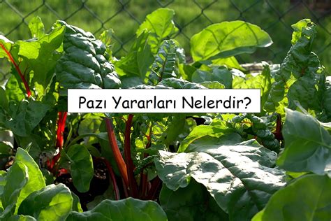 Paz Yararlar Nelerdir Gelecekten Net S P Rge Net Haber