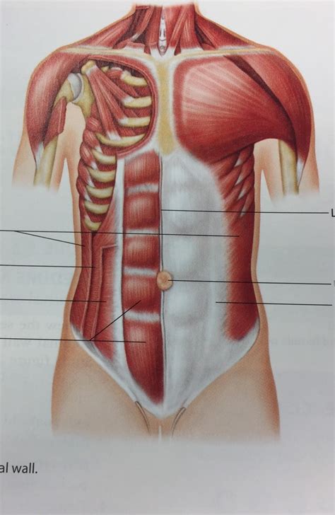 Muscle Lab 22 Figure 22 1 Muscles Of The Abdominal Wall Diagram Quizlet
