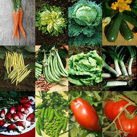Achetez Collection Jardin Productif 12 Variétés De Légumes à Fort