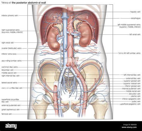 DIAGRAM Layers Of Abdominal Wall Diagram MYDIAGRAM ONLINE