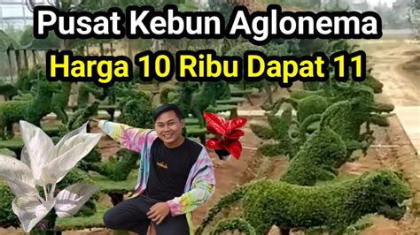 Cuci Gudang Aglonema Obral Ribu Dapat Batang Youtube