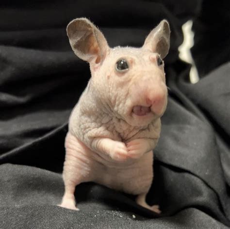 Thanks I Hate Hairless Hamsters R Thanksihateit