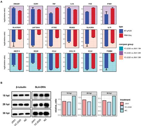 Validation Of Rna Seq Data A Comparative Bar Plot Between Rt Qpcr
