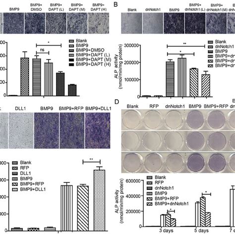 Notch Signaling Enhances Bmp Induced Early Osteogenic Differentiation