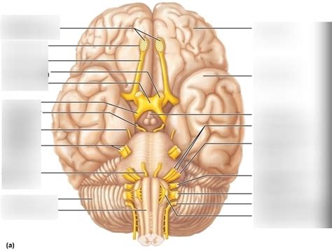 Cranial Nerves Diagram Quizlet