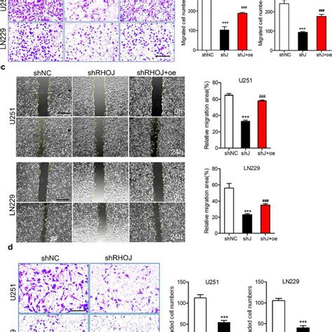 Silencing Rhoj Inhibits Cell Migration And Invasion Of GBM Cells A