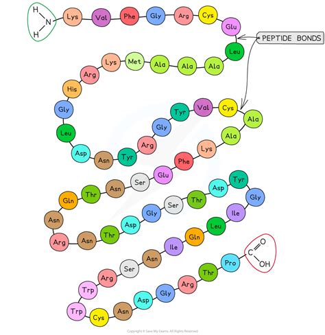 Cie A Level Biology复习笔记232 The Four Levels Of Protein Structure 翰林国际教育