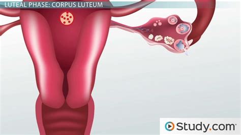 Luteal Phase Of The Ovarian Cycle Lesson Study