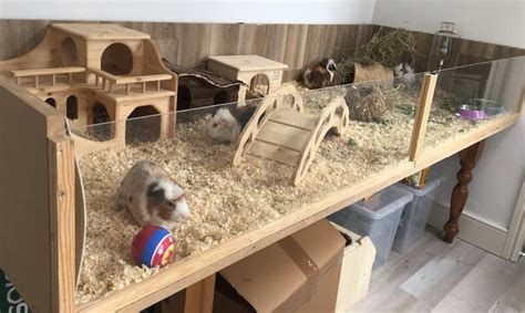 Best Indoor Guinea Pig Cages Uk Buying Guide Tips Atelier Yuwa