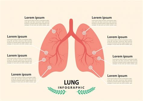 Diagramadepulmoneshumanos