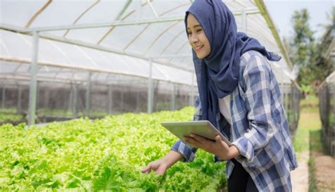 Pentingnya Peran Generasi Muda Pada Sektor Pertanian Pak Tani Digital