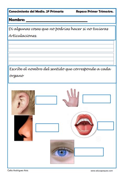 Ejercicios De Conocimiento Del Medio Para Segundo Primaria
