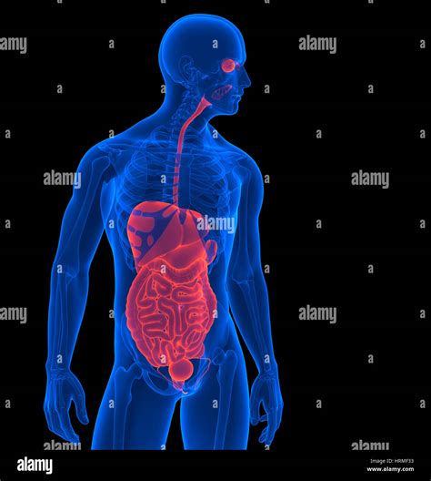 Il Corpo Umano 3D Render Di Un Essere Umano Degli Organi Interni