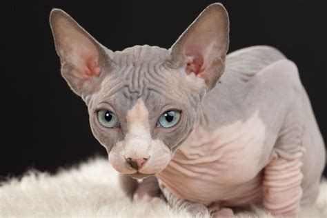 Cuántos Años Vive Un Gato Esfinge