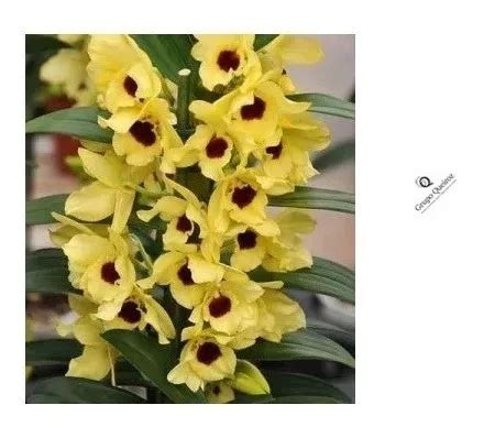 Pacote Mudas De Orquidea Dendrobium Lindas Promo O R Em