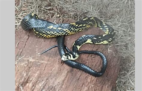 Cobra Caninana Capturada Na Aabb De Jandaia Do Sul Jandaia Online