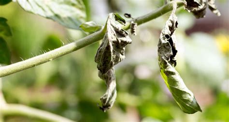 Tomato Plant Problems And How To Fix Farmers Almanac