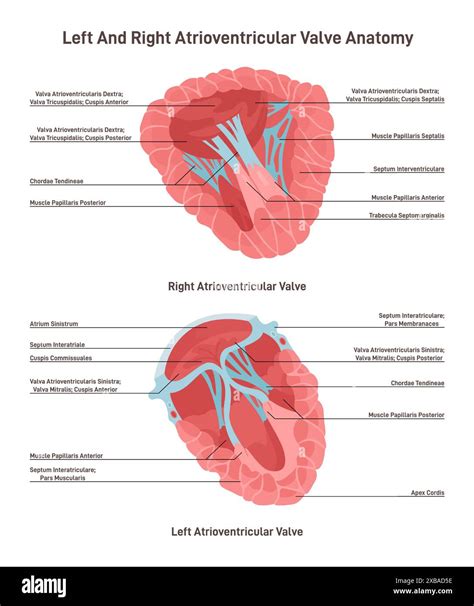 Transverse Section Of Human Heart Left And Right Atrioventricular