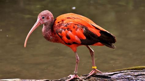Cu Les Son Las Especies De Flora Y Fauna M S Amenazadas Del Mundo