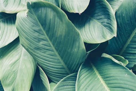 Free Images Tree Nature Sunlight Leaf Flower Petal Green Color