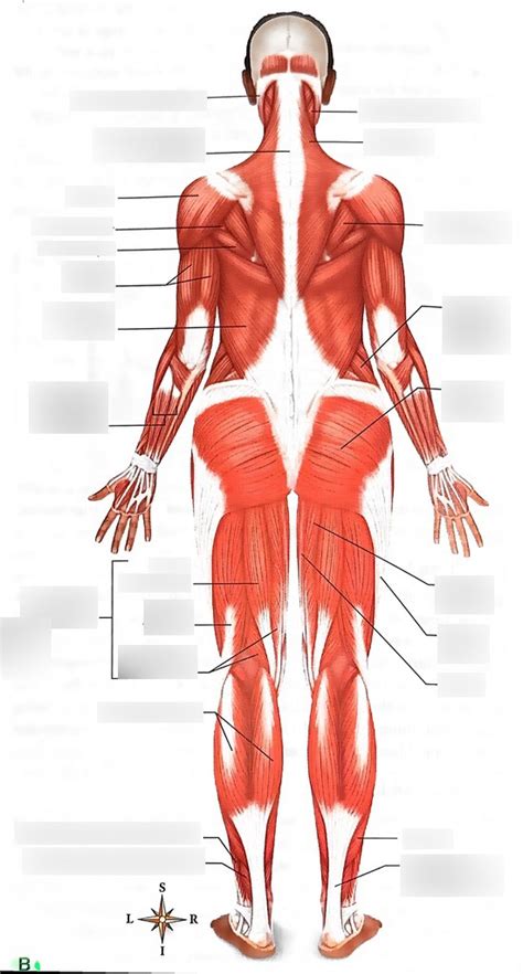 Ap Skeletal Muscles Posterior Diagram Quizlet
