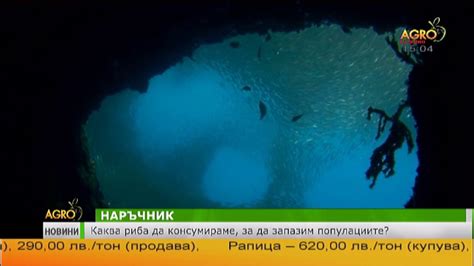 Каква риба да консумираме за да запазим популациите YouTube