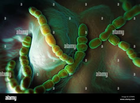 Streptococcus Pneumoniae Hi Res Stock Photography And Images Alamy