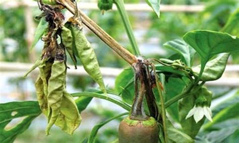 Hama Dan Penyakit Tanaman Cabai Panduan Lengkap Untuk Petani