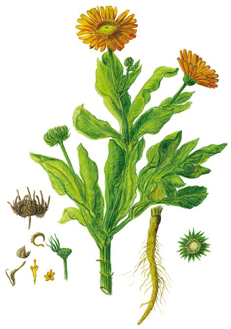 Ringelblumen für jedes Alter Hingschaut und gsund glebt