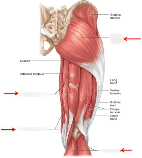 Leg Muscles Posterior View Diagram Quizlet