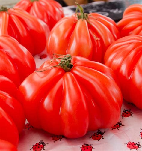Pomodori Cuore Di Bue 9 Consigli Per La Coltivazione Selve Shop