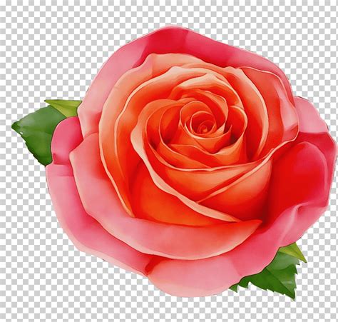 Rosas de jardín Acuarela Pintura Tinta húmeda Flor Planta con